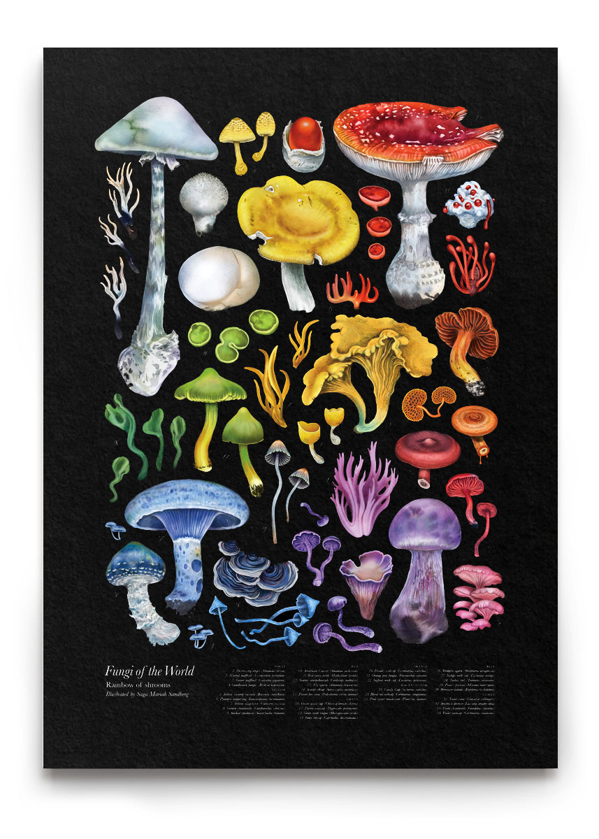 Rainbow of Shrooms Poster – Saga Mariah Shop