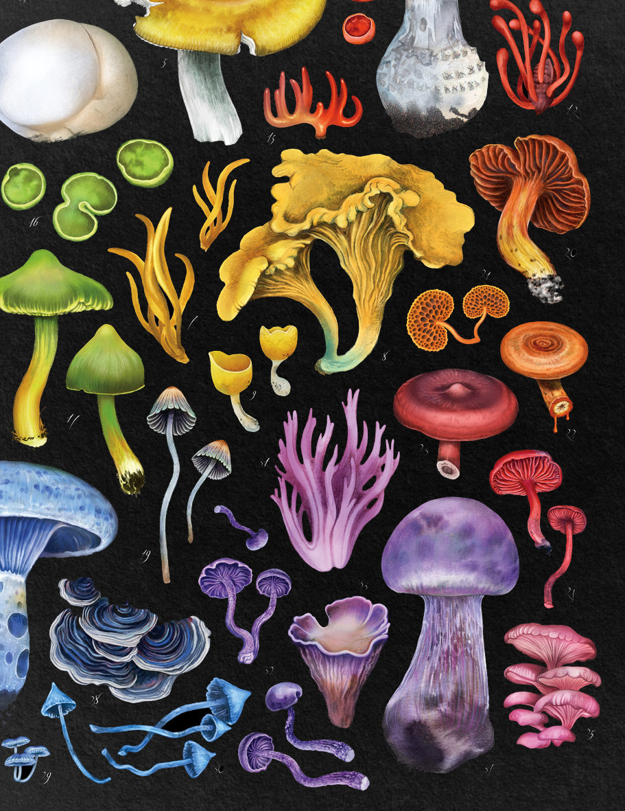 Rainbow of Shrooms Poster – Saga Mariah Shop